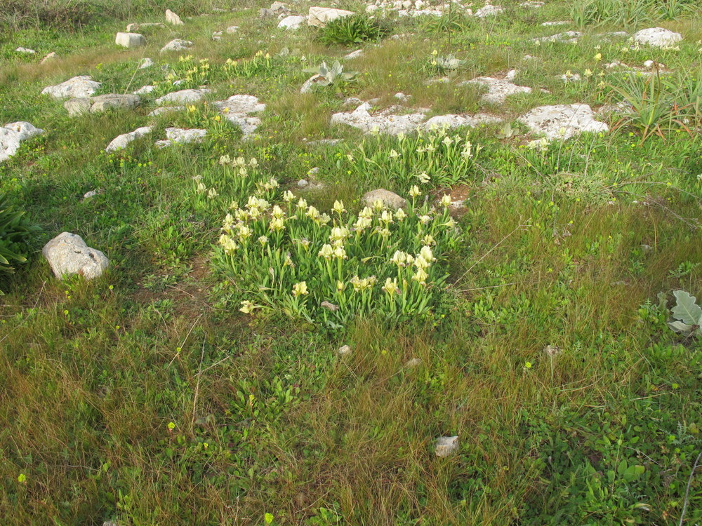 FLORA NEL SALENTO e.. anche altrove: Iris pseudopumila Tineo ...