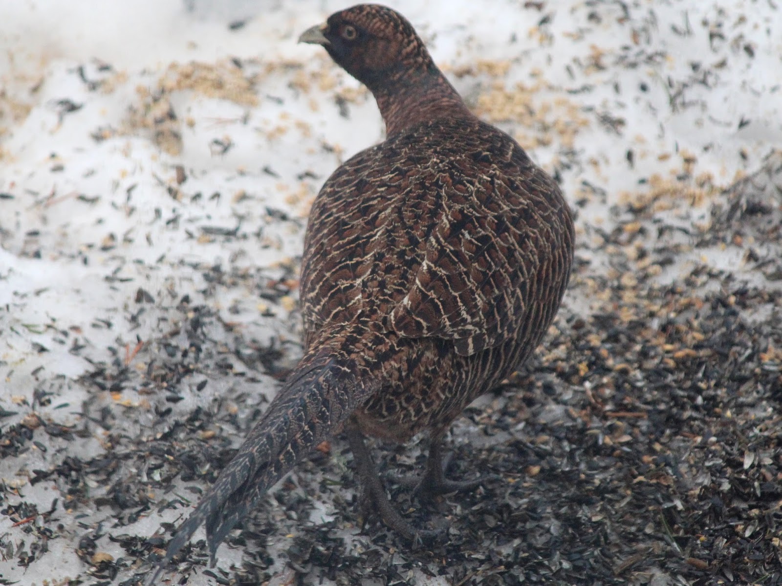 Dispatches from Can of Duck: Melanistic Pheasants