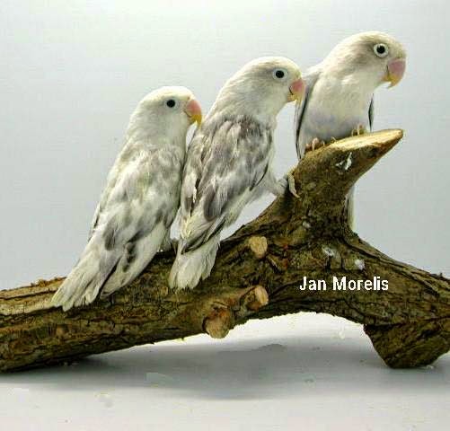 Jenis - Jenis Lovebird di Indonesia