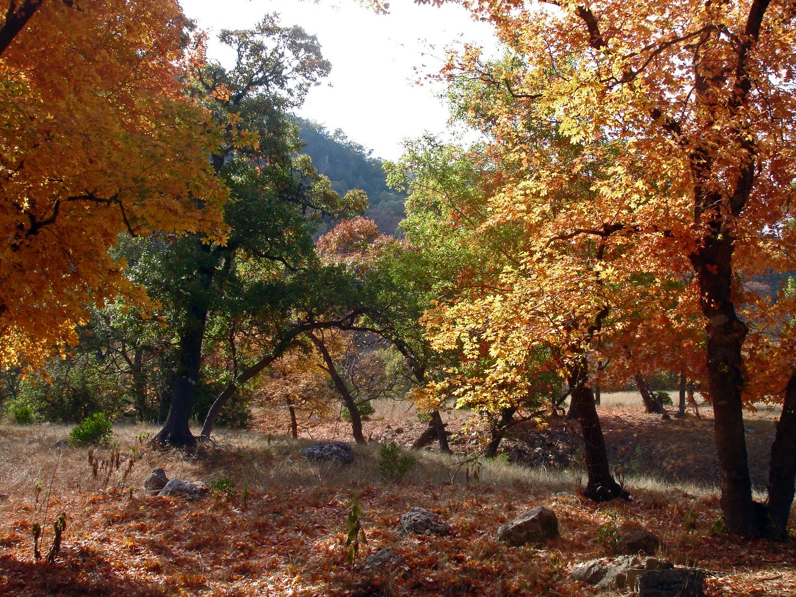 the NAVASOTA CURRENT: Autumn is always welcome: Color in Texas!