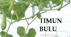 Anim Agro Technology: TIMUN BULU - TEKNOLOGI TANAM