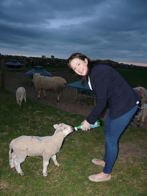 Bloat In Lambs