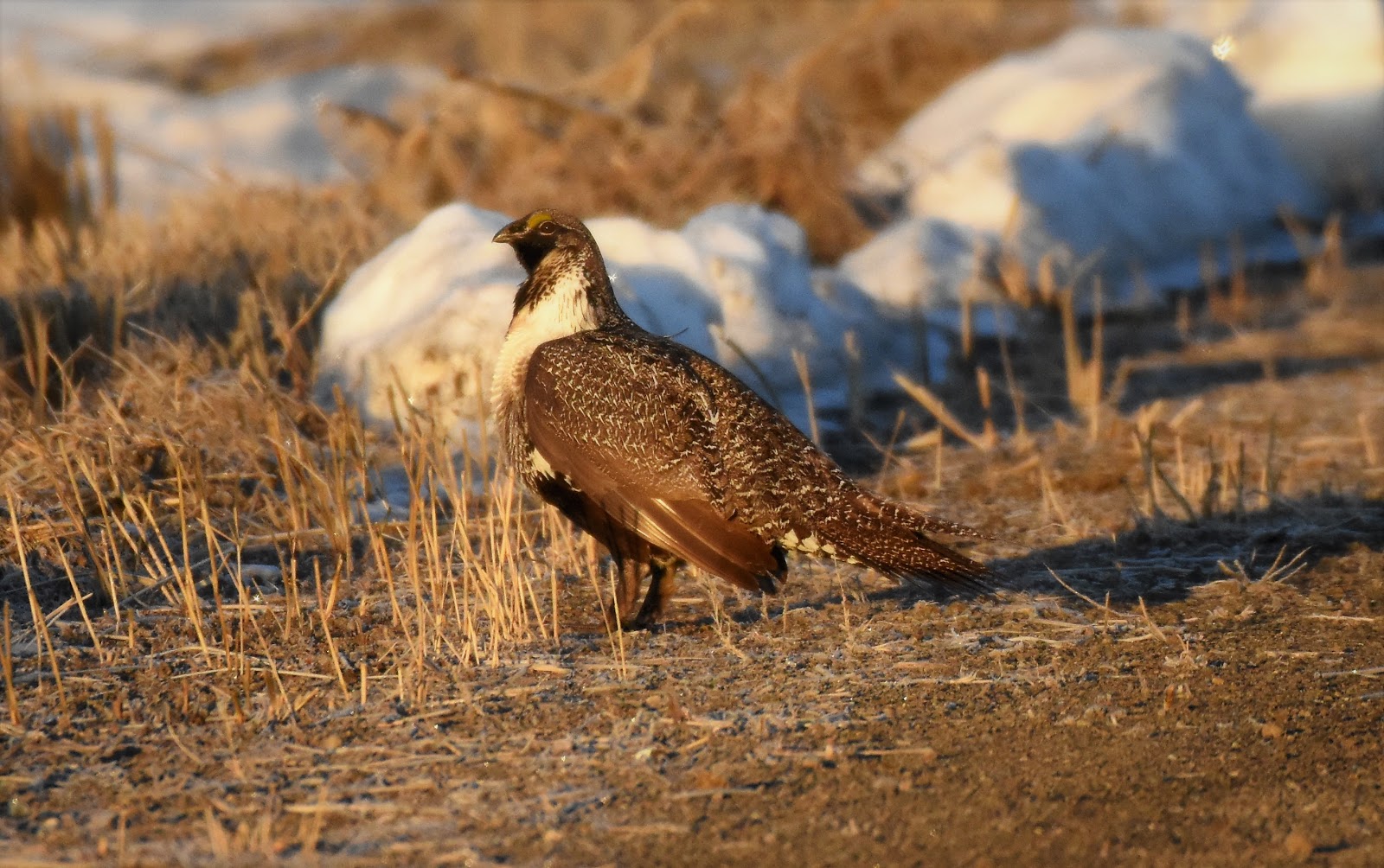 Las Aventuras: Las Aventuras: Arizona Quail and Grouse