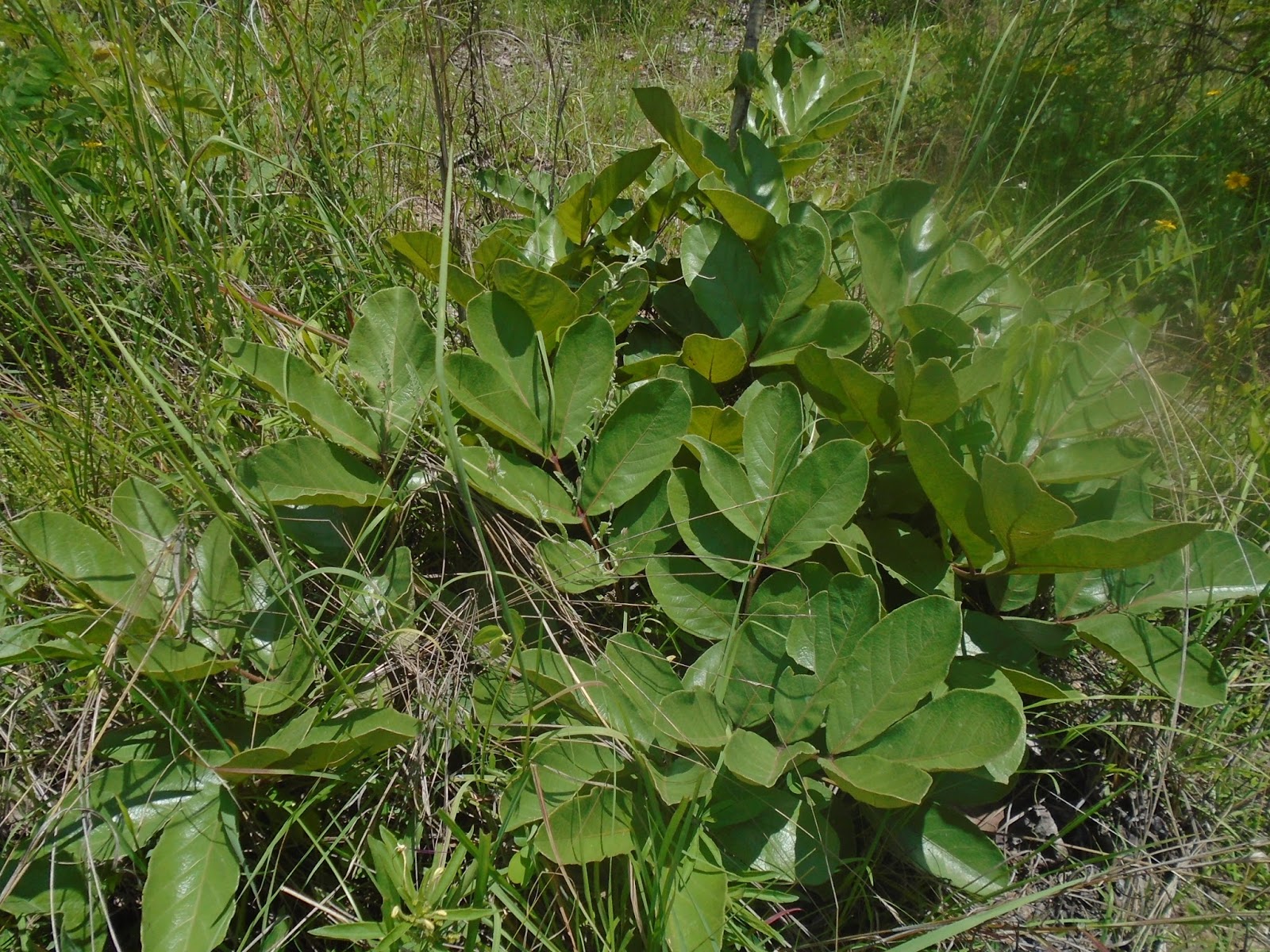 Michero yemusango muchaiyeuka here, kwenyu munoipa mazita api?