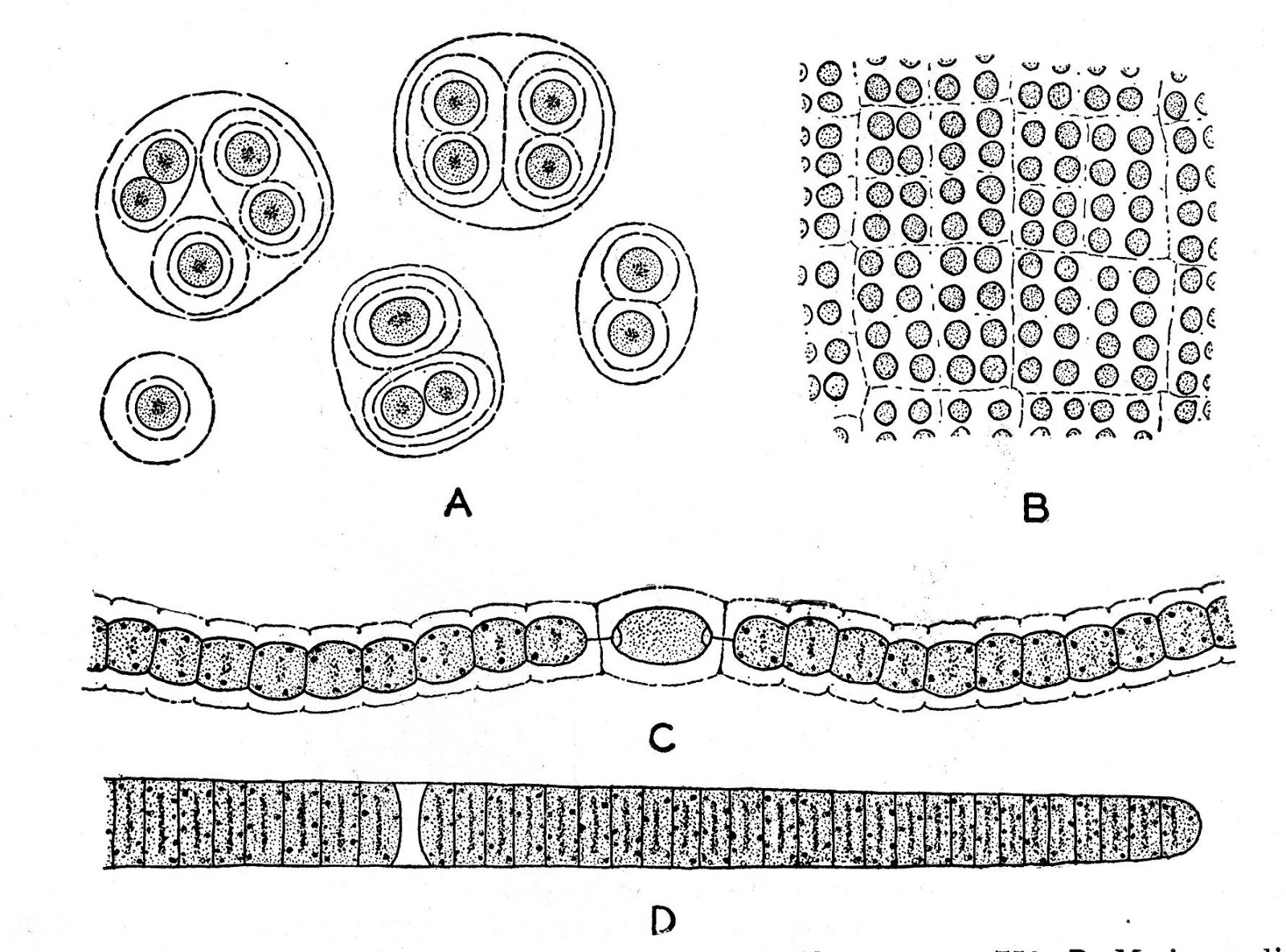Botany Professor: December 2012