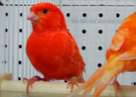 canary bird: TIPS MEMILIH KENARI MERAH ASLI