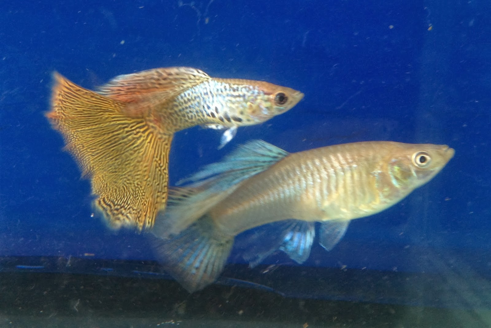 Guppy Realm: 2013 Guppy Contest