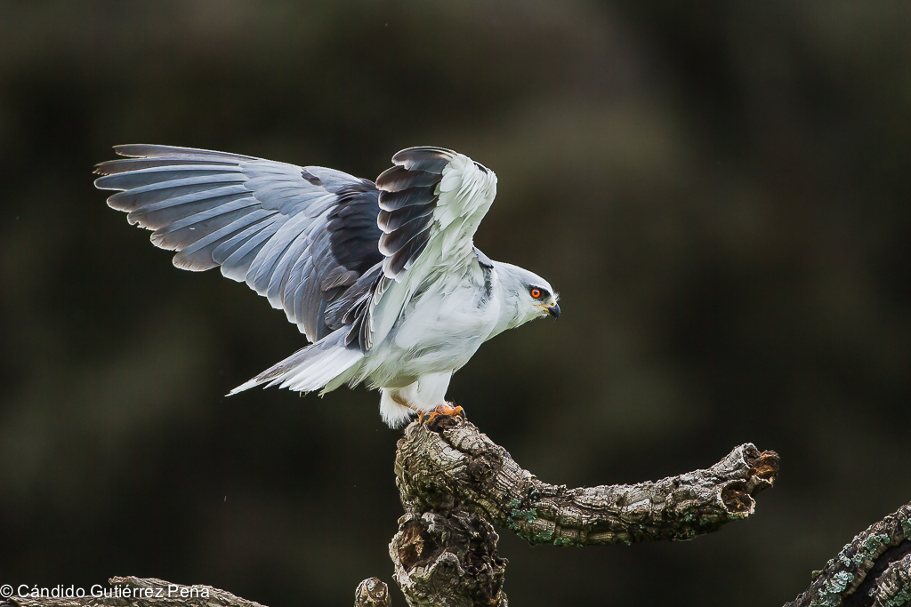 ELANIO AZUL - Elanus Caeruleus | Observatorio de la Naturaleza