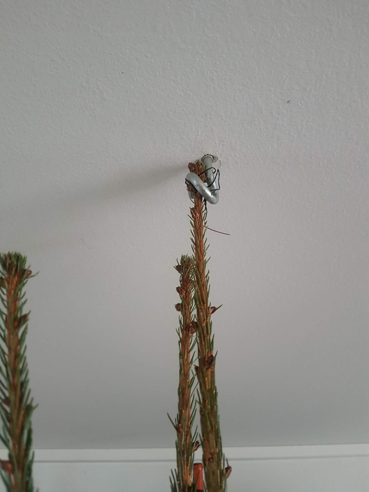 kl.brüllen: Merry, merry