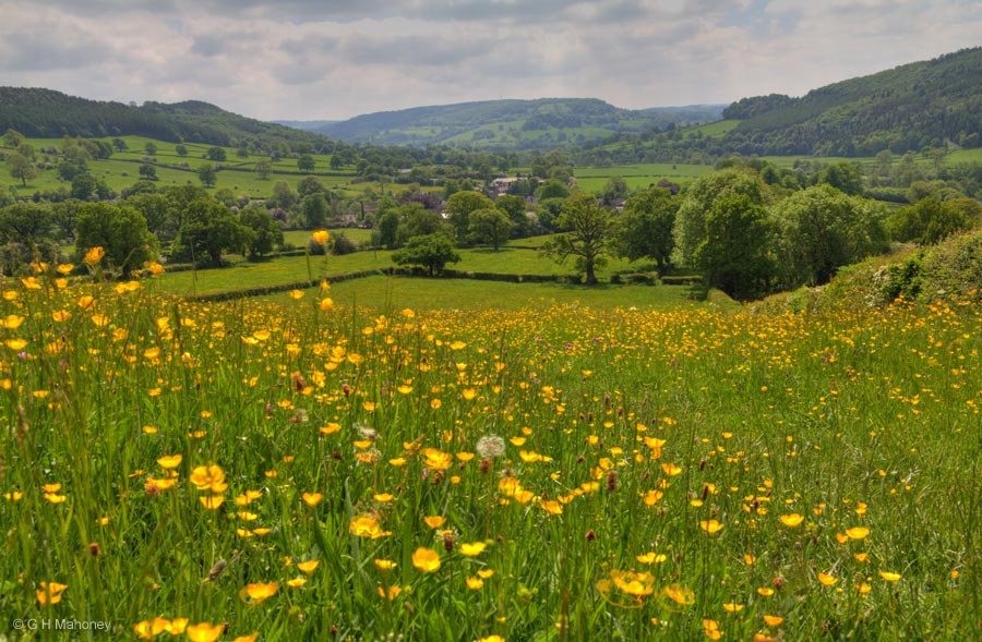 Moorlands and Peak: Hay Meadow