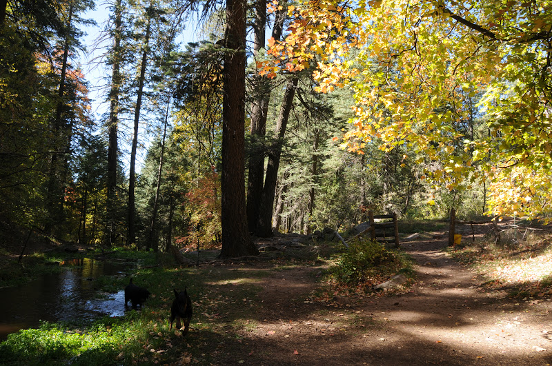 Arizona Hiking: Payson fall color update: October 27, 2012
