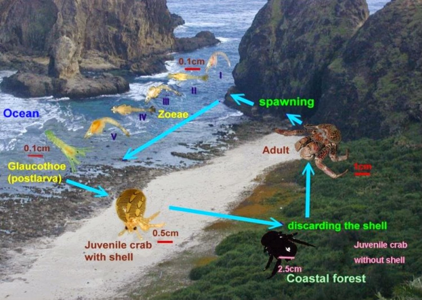 Habitat Dan Penyebaran Kepiting - Lalaukan