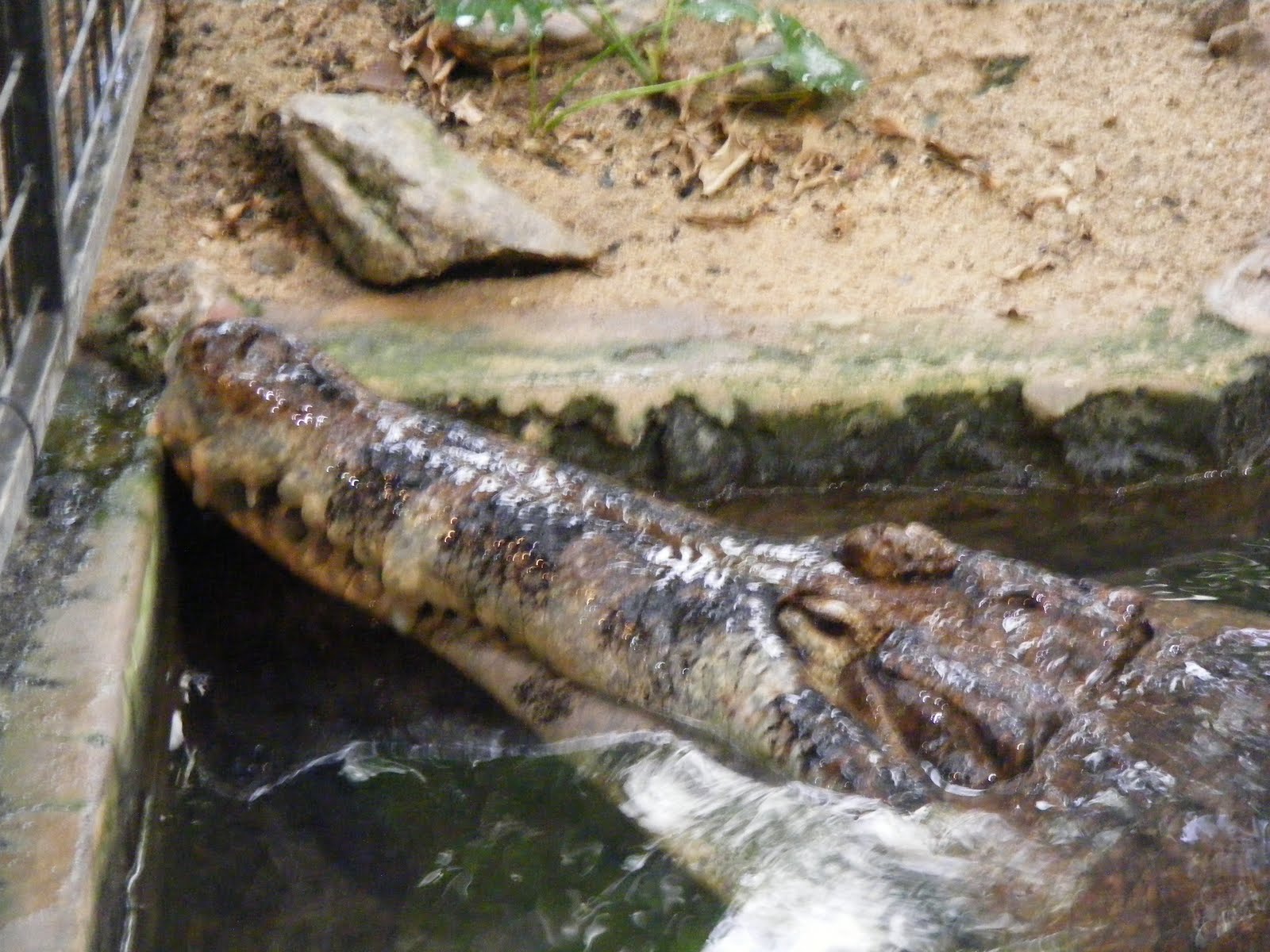 The Disillusioned Taxonomist: Crocodile Lizard, and more...