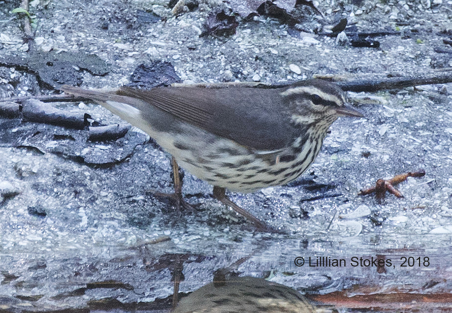 STOKES BIRDING BLOG: Northern Waterthrush ID, here's how!