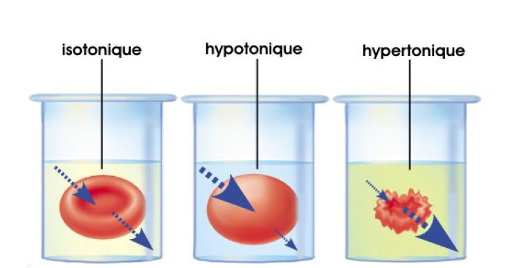 sciencephotos: Osmose et diffusion