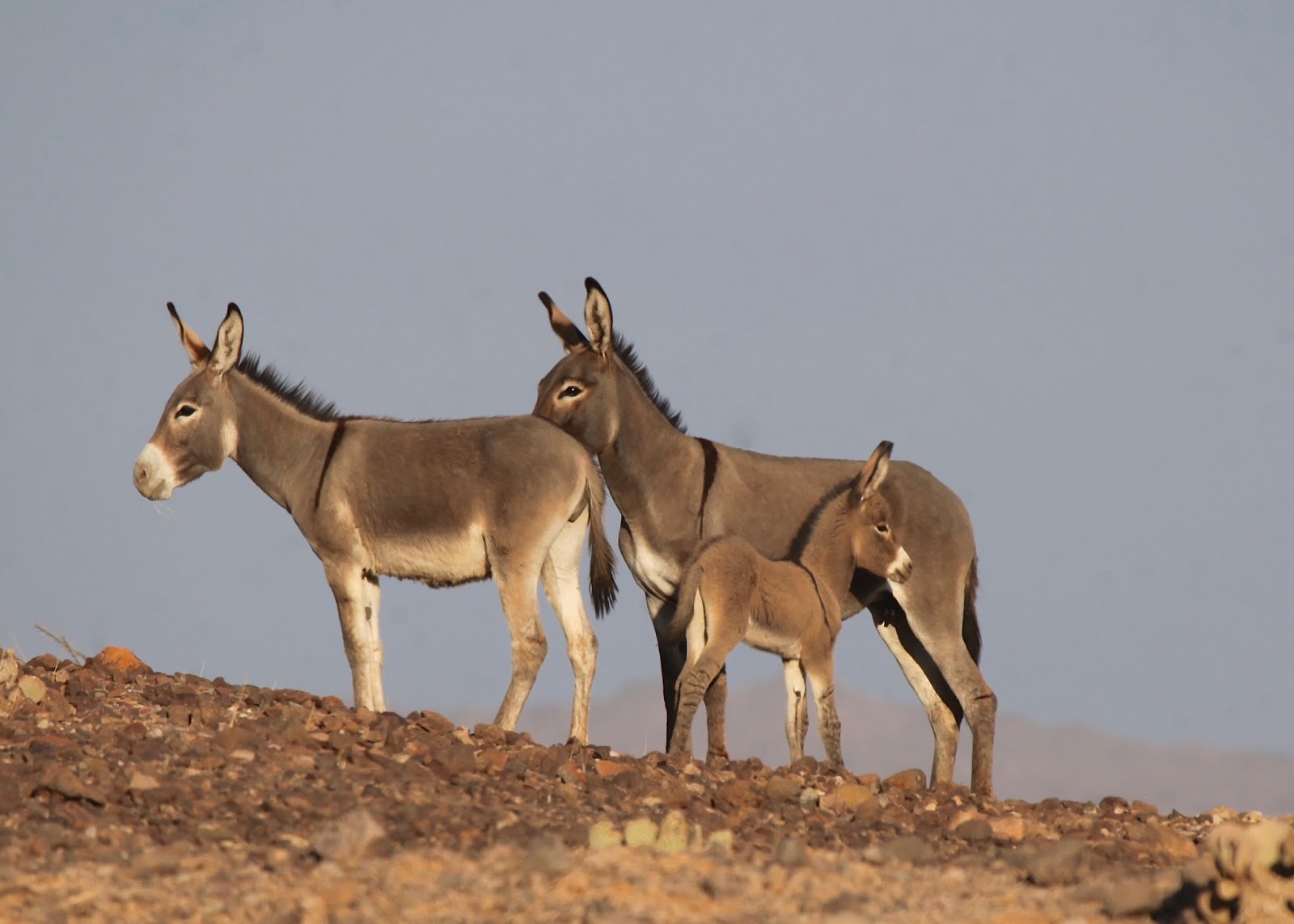 The Azure Gate: New Year's Babies: Feral (Wild) Burro