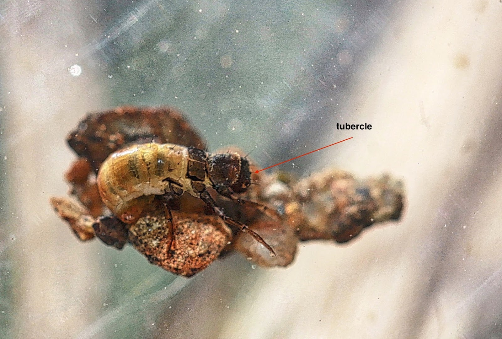 Aquatic Insects of Central Virginia: The Nemourid we find in our small ...