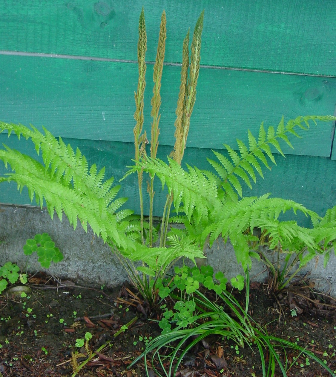 The Garden Spot: In the SHADE