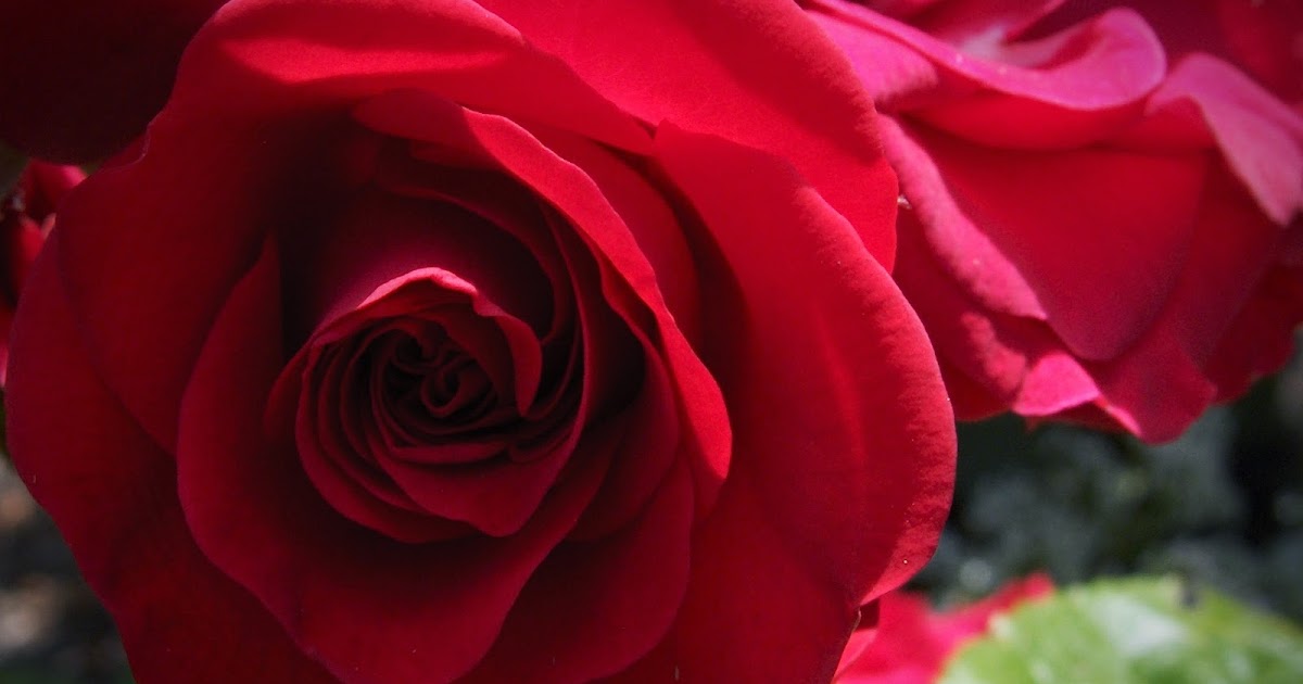 67 Not Out: The Red Rose And The Pure Coincidence