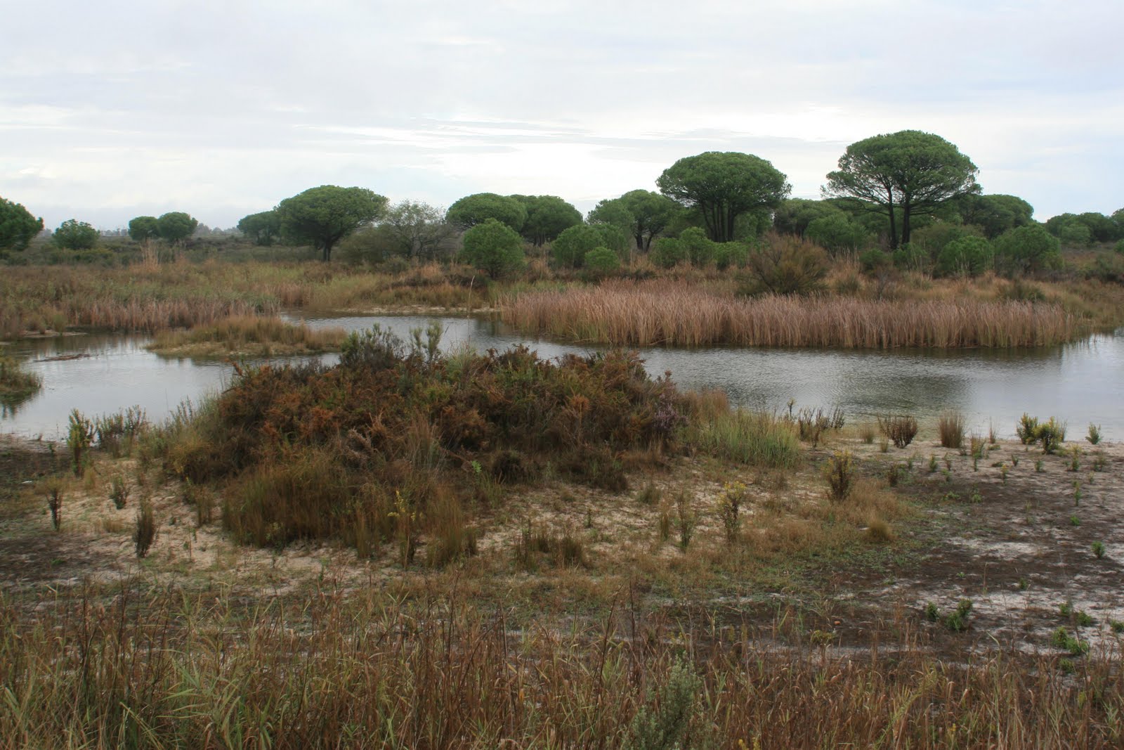 Donana National Park | Desktop Wallpapers