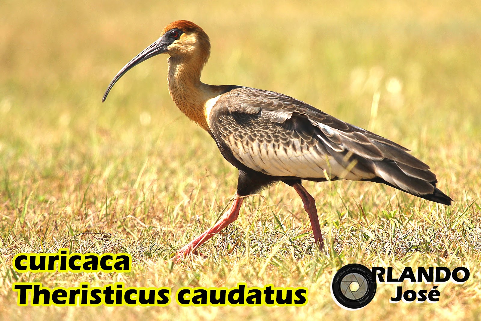 LagunAves: Curicaca, curriqueiro