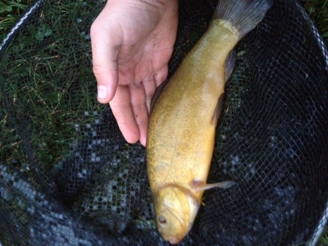 Starting to Fish in Leeds