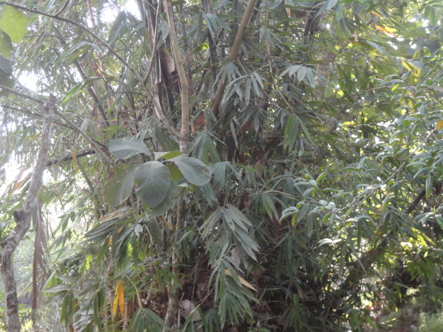 BAMBU / BULUH di KOMERING SUKANEGERI