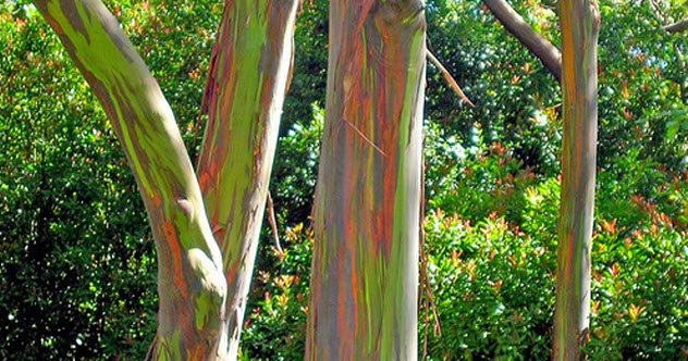 Coffee with the Hermit: How About The Rainbow Tree...!