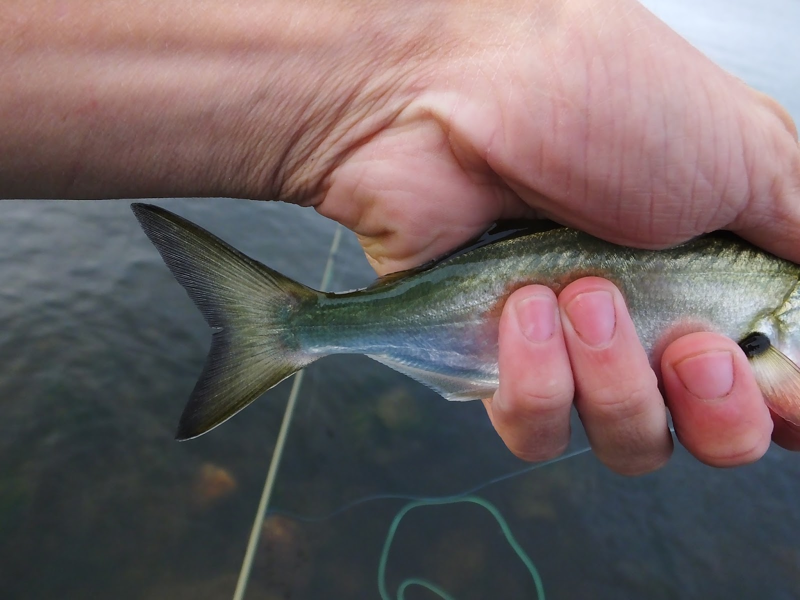 Connecticut Fly Angler: Identifying CT's Sunfishes