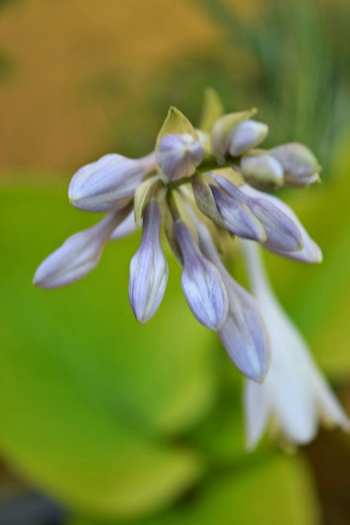 MARIETTE'S BACK TO BASICS: {Our Fragrant Hosta Flowers}