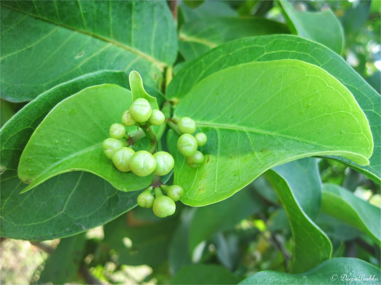 Jaam (From flower, seeds to fruit) - Random Photography