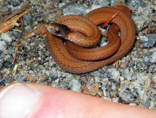 Super Mini Snakes Are My Kinda Reptiles! | Featured Creature