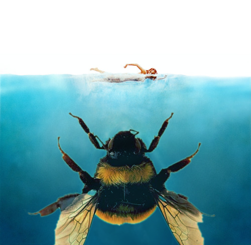 The Best Shark Dive in the World!: Sharks and Bees?