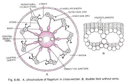 Flagella and Cilia: Structure and Functions ~ Zoology-NETWORK