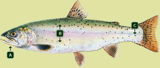 Fishing In Canada: Sport Fish