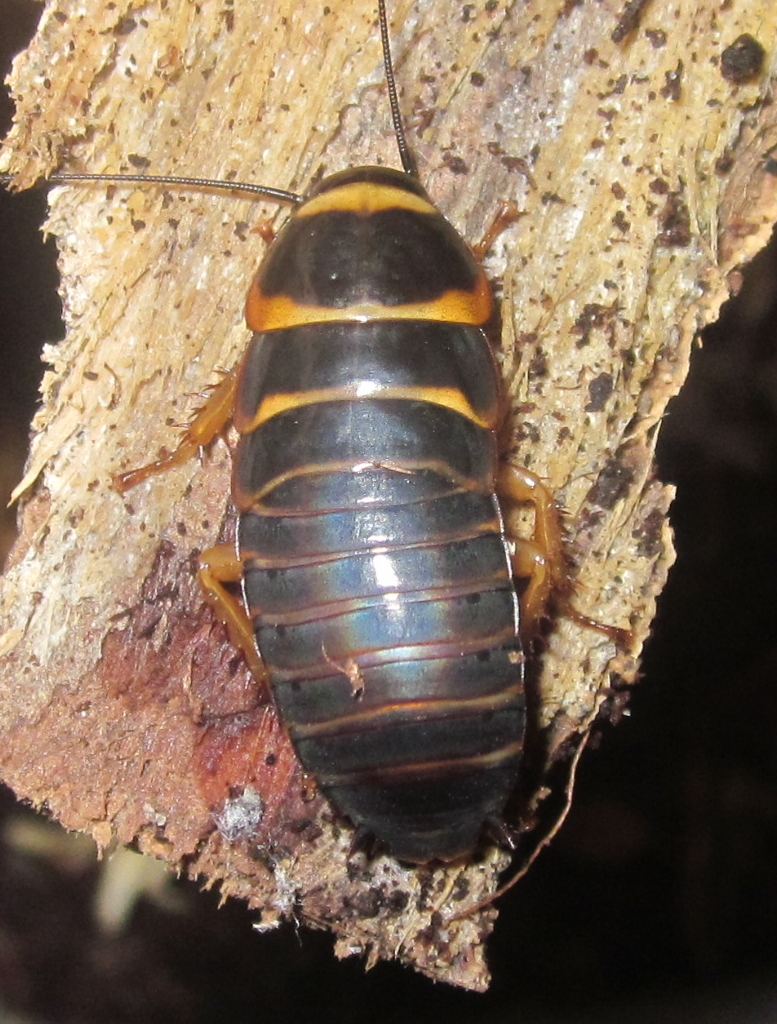 Invertebrate Dude: Christmas Zombie Roaches! (Pt. 2)