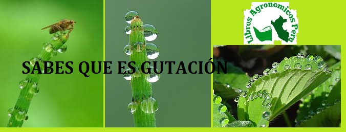 SABES QUE ES GUTACIÓN