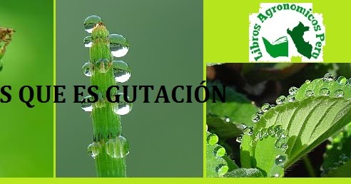 SABES QUE ES GUTACIÓN
