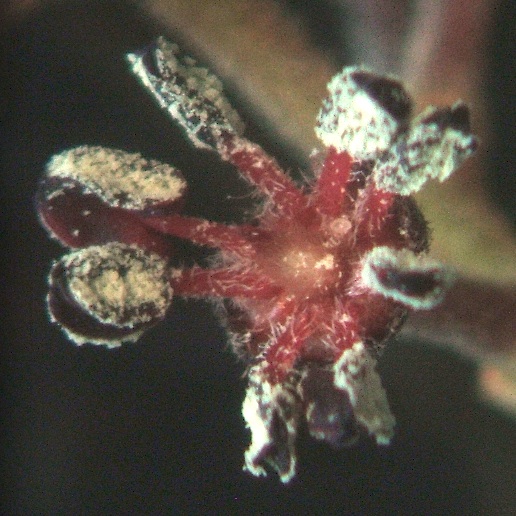 Theobrominated: Tītoki and other New Zealand sexy plants