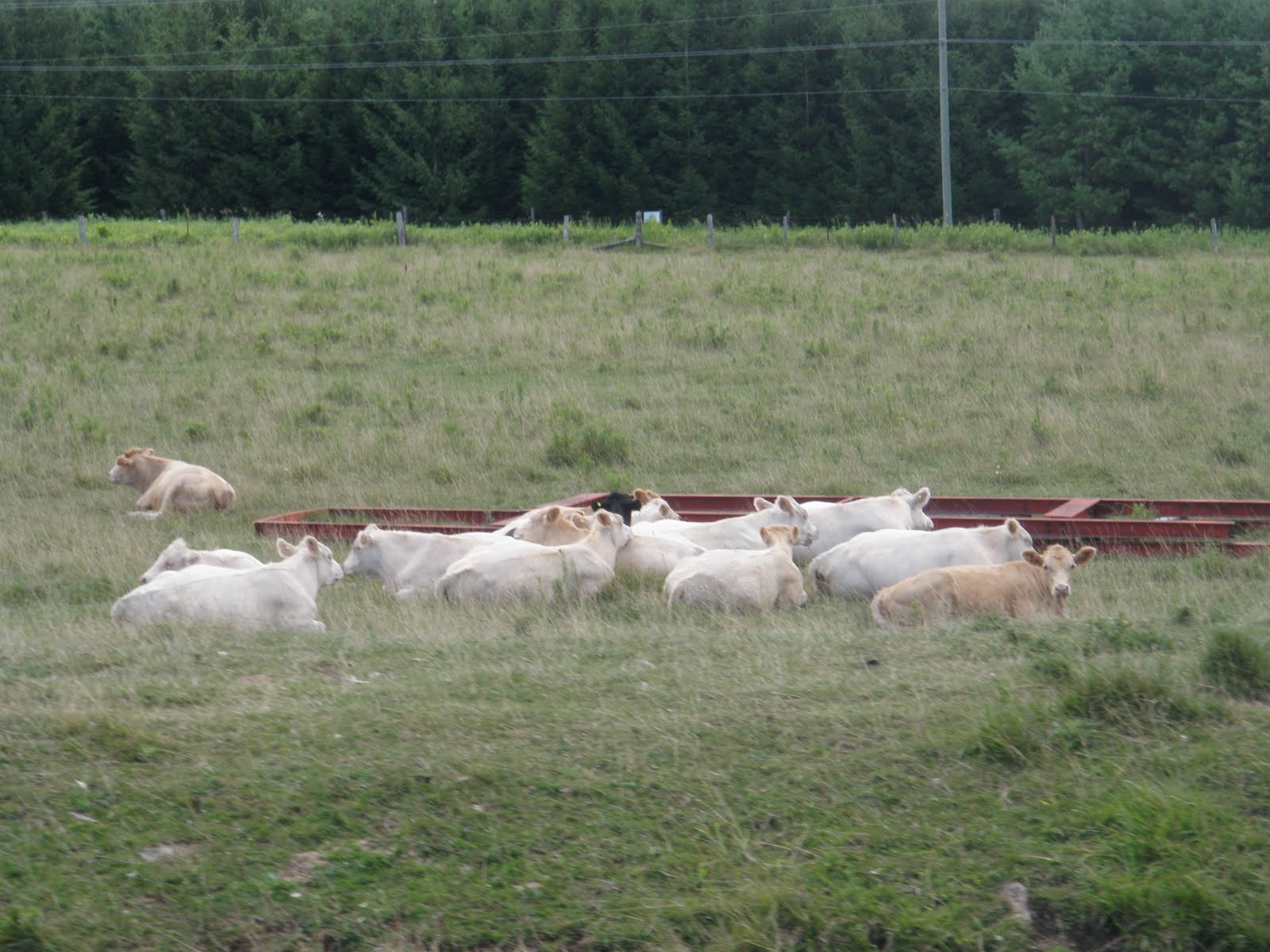 Inconceivable: Fenelon Falls to Trent Talbot Marina