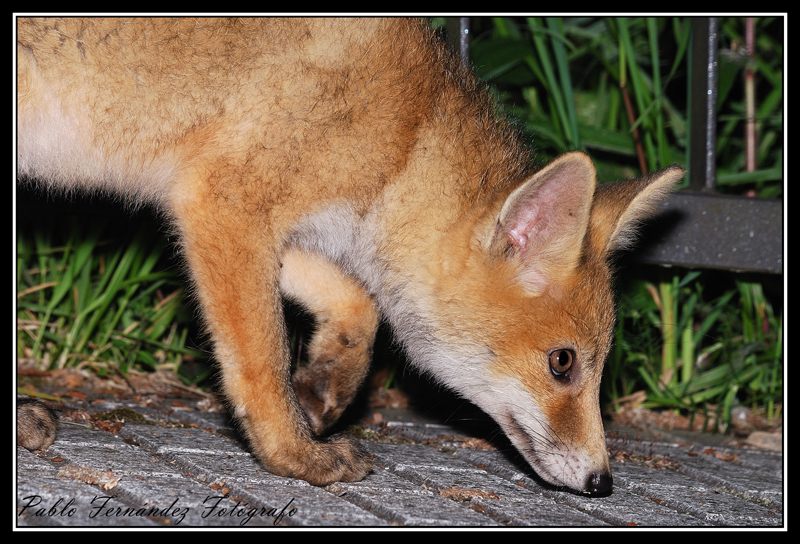 Fotografía en Asturias: Raposinos!!!!