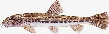 Wędkarstwo Moje Hobby: Gatunki ryb Prawnie chronionych! - Warto ...