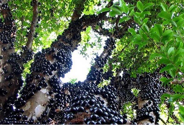 Buah Asli Indonesia Yang Mendunia dan Sudah Mulai Langka