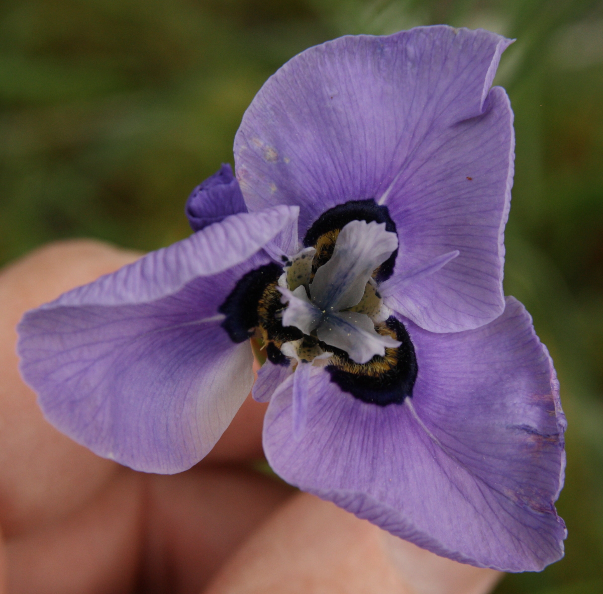 Growing Cool Plants: Moraea MM 13-177