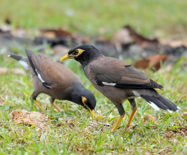 wanzai99 PHOTOGRAPHY: Burung Tiong Gembala Kerbau