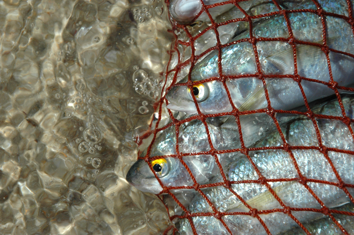 Oleiros do Rei: A Grande Pescaria