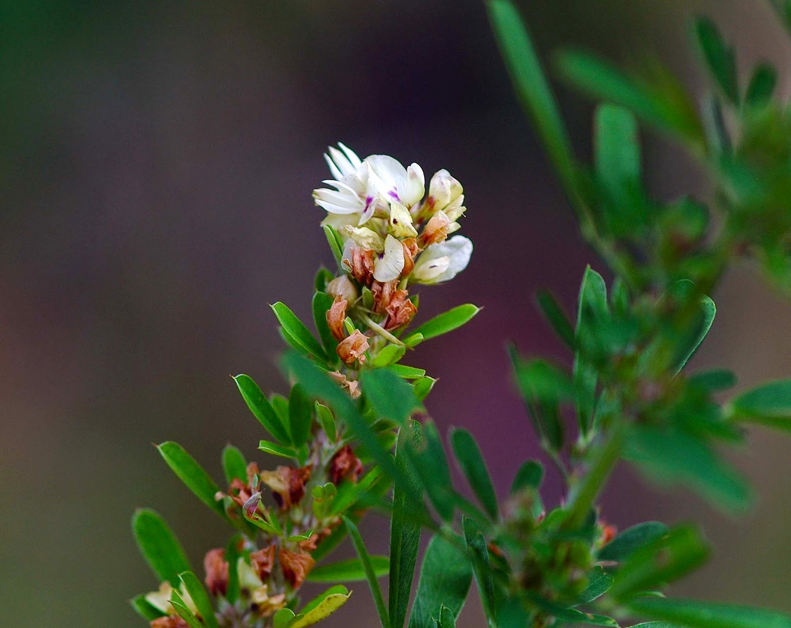 Field Biology in Southeastern Ohio: Lespedeza Bush Clovers