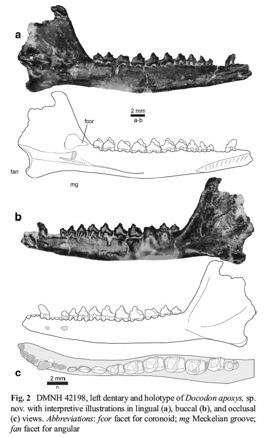 The Dragon's Tales: Docodon apoxys: A New Docodon Species From ...