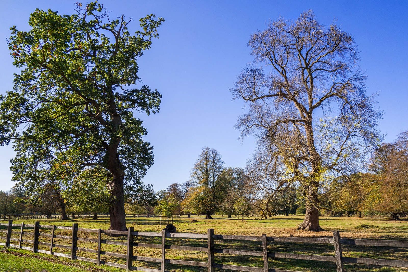 Lincolnshire Cam: Lincolnshire Trees.