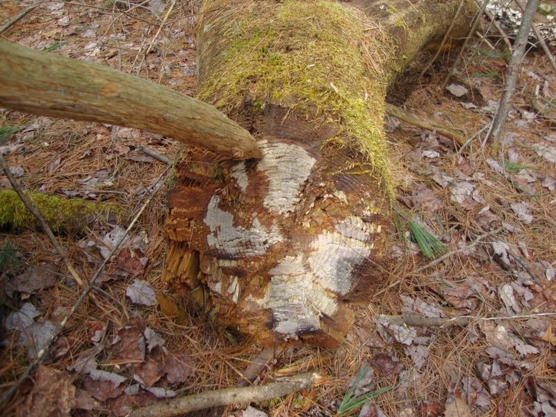 It's EGGciting! Making a Jelly Bean Tree.